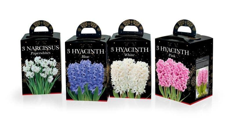 Deree Hyacinth & Paper White Gift Kits – Status Home Care